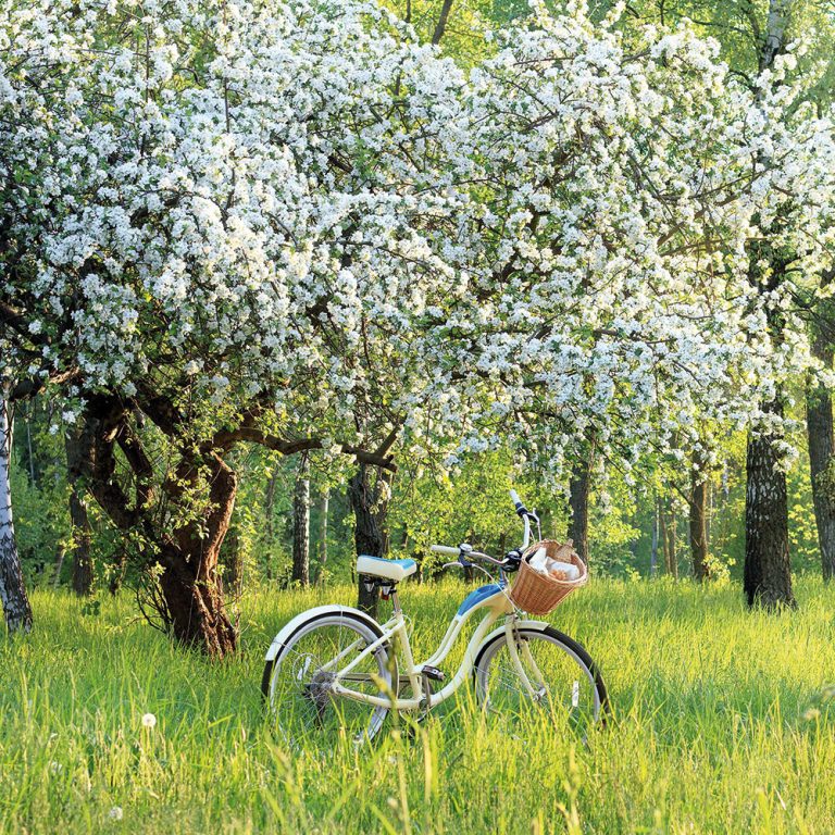 10 najkrajších stromov, ktoré vám v záhrade vytvoria tieň | Môjdom.sk