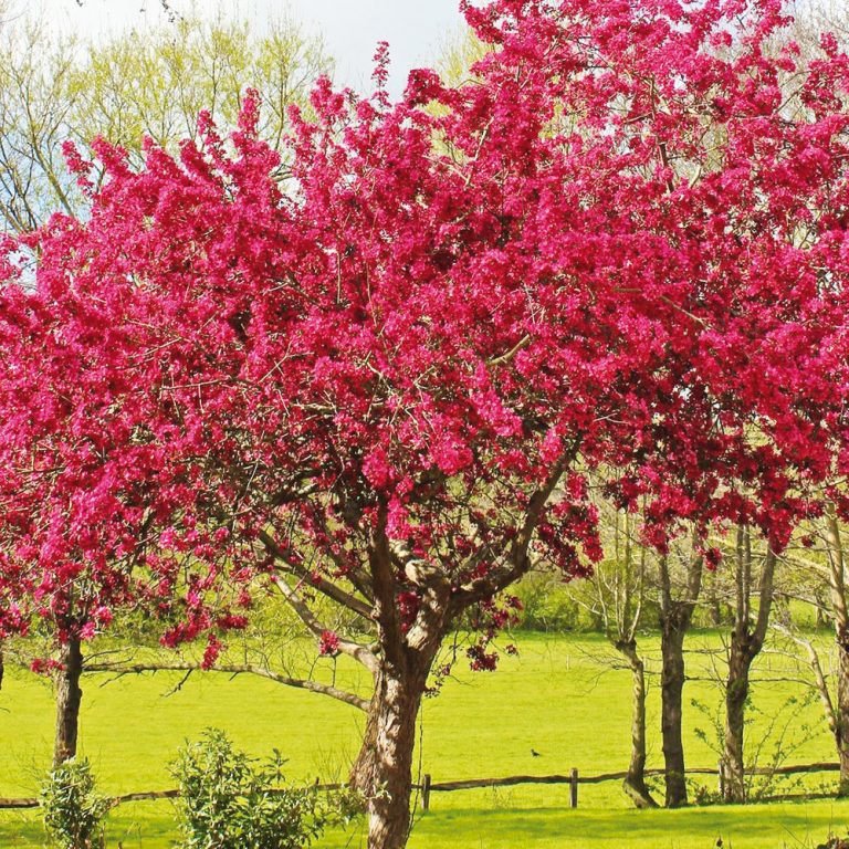 10 najkrajších stromov, ktoré vám v záhrade vytvoria tieň | Môjdom.sk