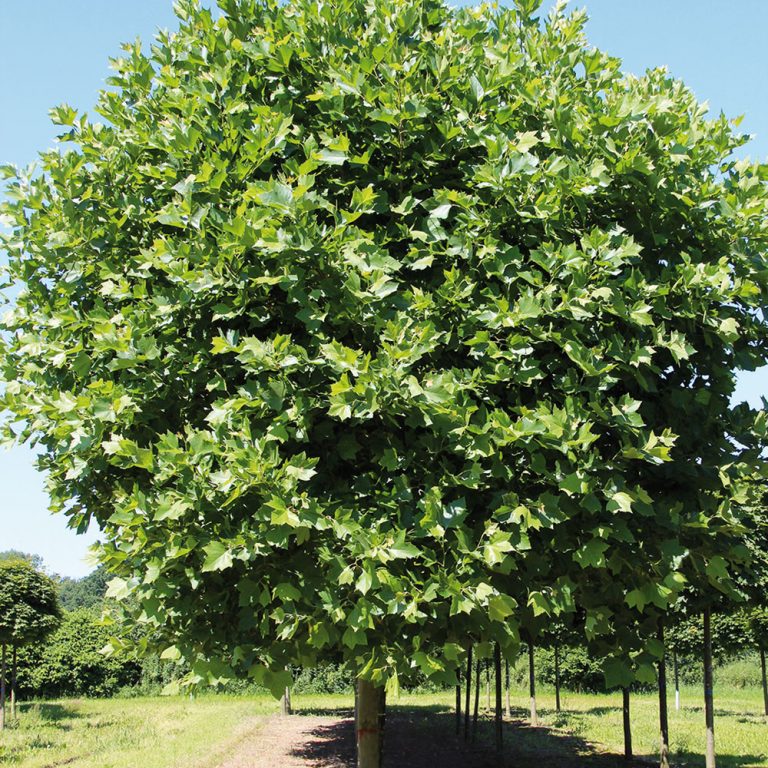10 najkrajších stromov, ktoré vám v záhrade vytvoria tieň | Môjdom.sk