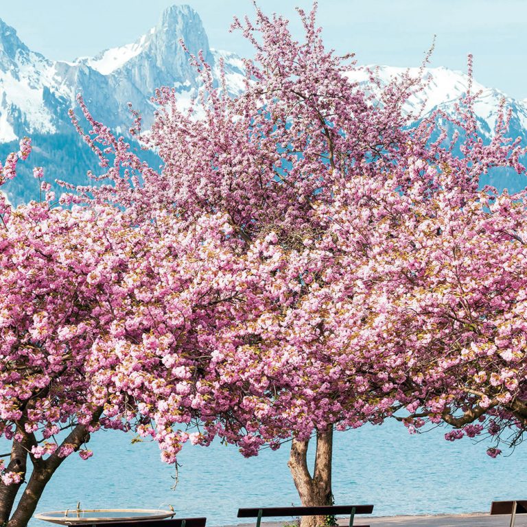 10 najkrajších stromov, ktoré vám v záhrade vytvoria tieň | Môjdom.sk