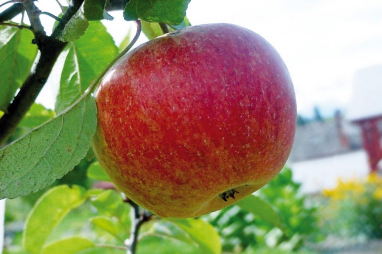 Staré odrody jabloní, ktoré sa vracajú do našich záhrad | Môjdom.sk