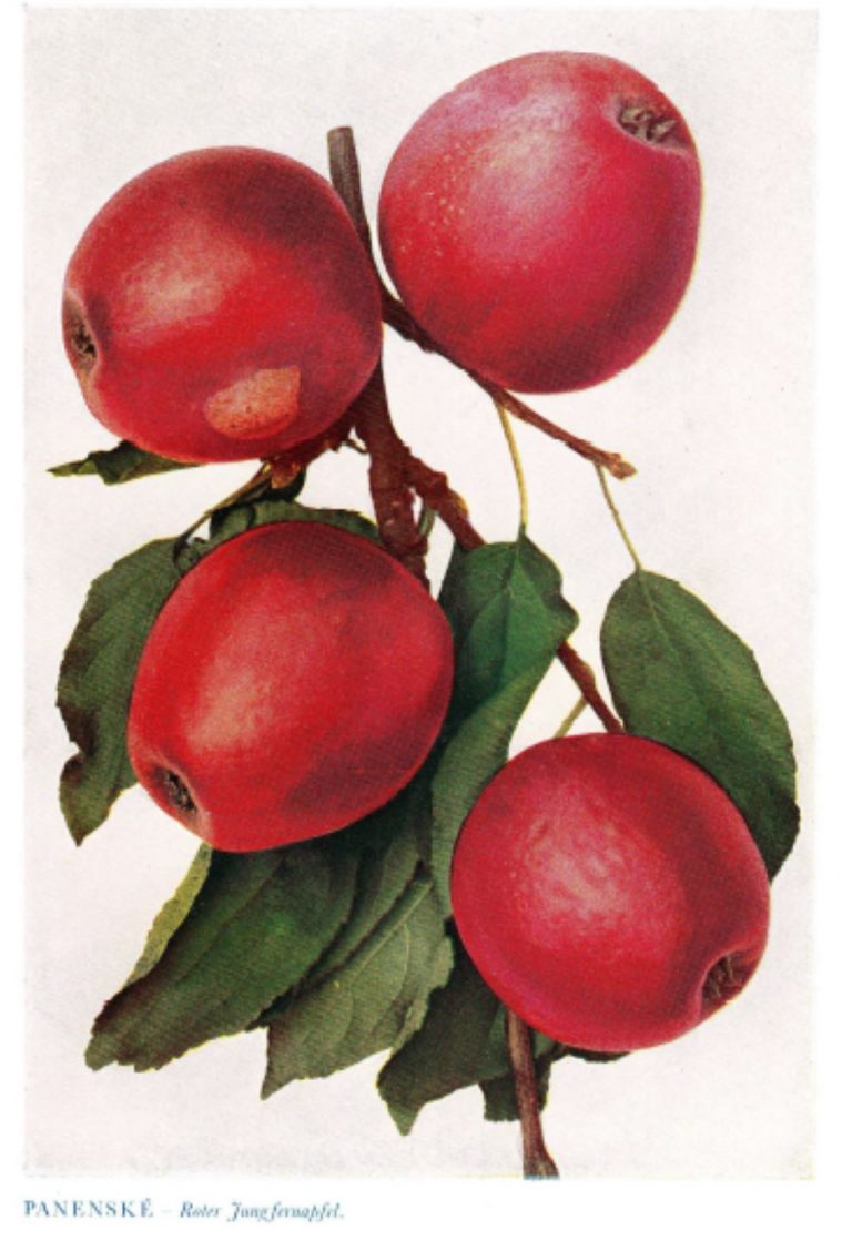 10 starých odrôd jabloní, ktoré pestovali naše prastaré mamy, no dnes ...