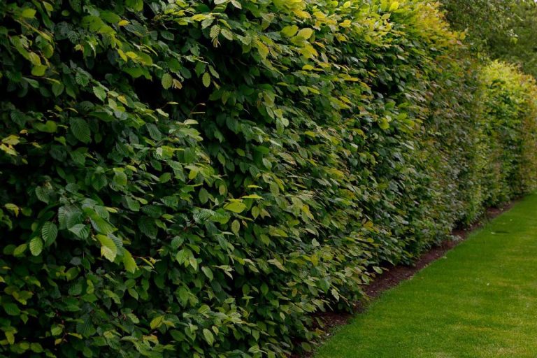 Vysaďte si živý plot: Akú podobu zvoliť, aké dreviny vybrať a čo urobiť ...